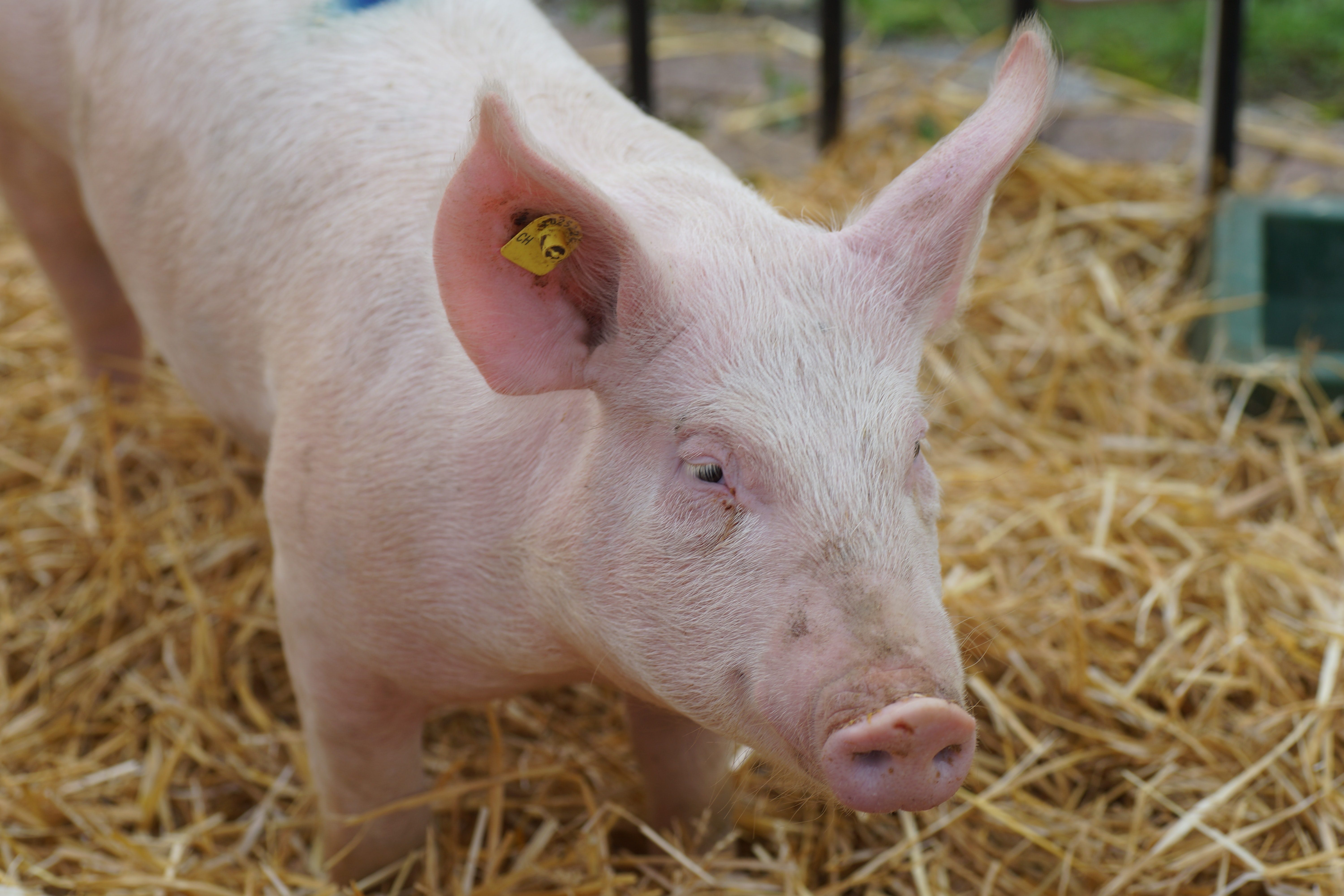 Pet Pig Health And Husbandry VETgirl Large Animal Online Veterinary CE Pet Pig Health And Husbandry VETgirl Large Animal Online Veterinary CE