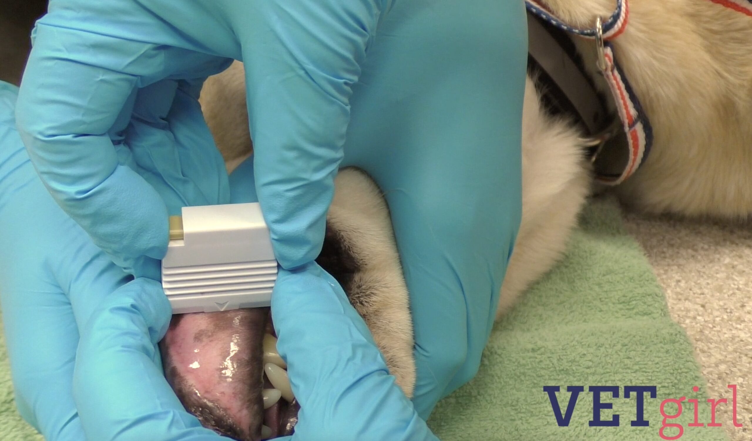 How To Perform A Buccal Mucosal Bleeding Time BMBT In A Dog VETgirl